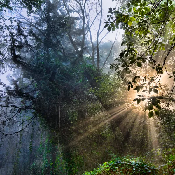 Why forests are important - PEFC - Programme for the Endorsement of ...